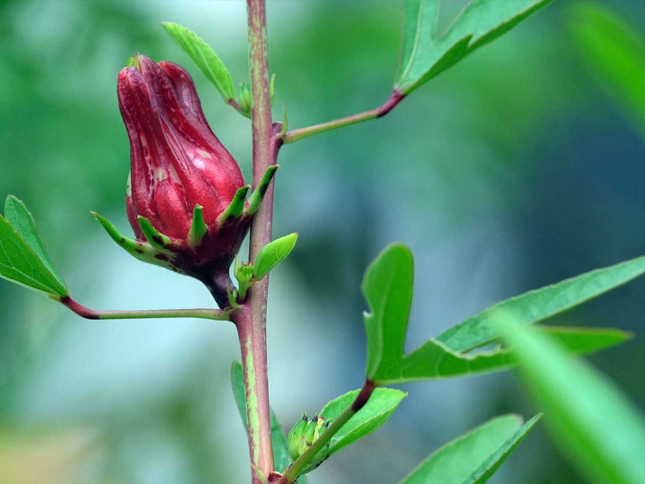 Rosella - Seedmart Australia