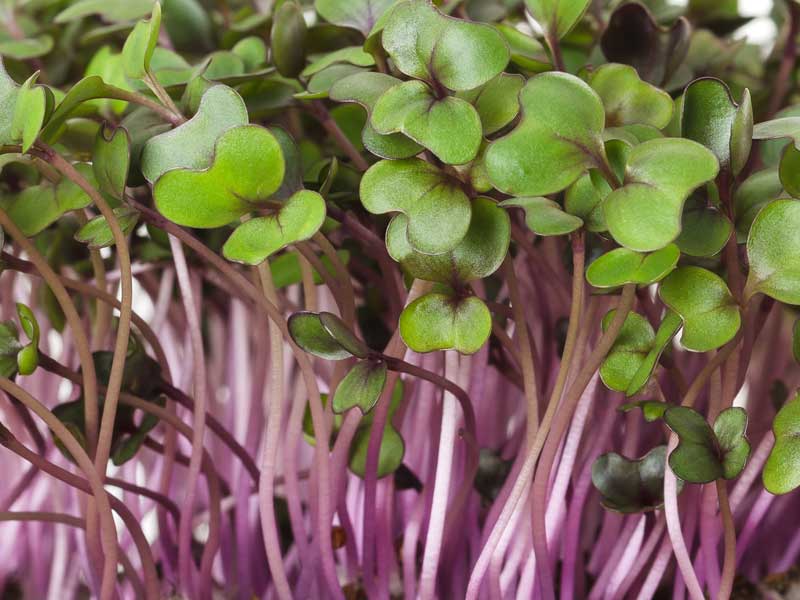 Red Cabbage Microgreen Seeds | Open Pollinated | Non-GMO