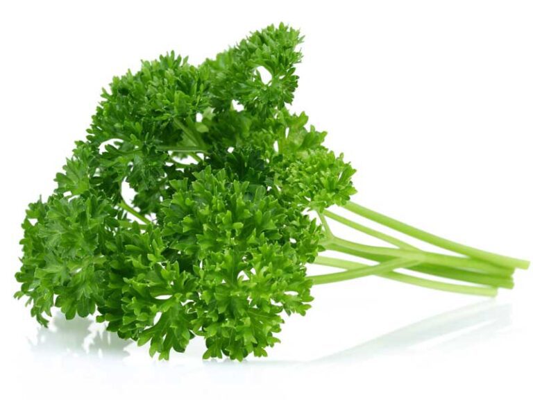 Guide on Different Types of Parsley | Growing, Uses & Recipes