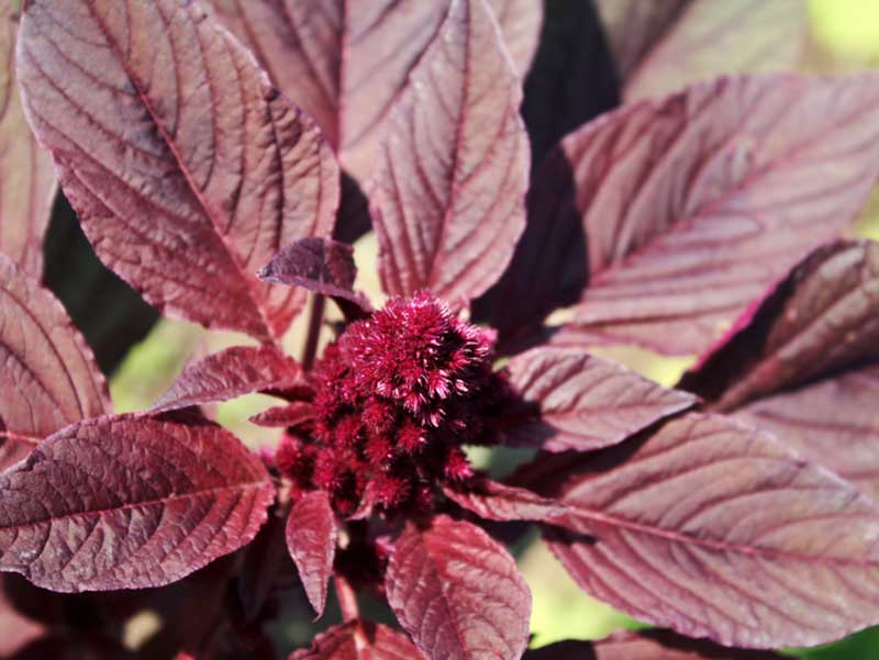 Amaranth Red Leaf Seeds | Open Pollinated & Bulk | Non-GMO