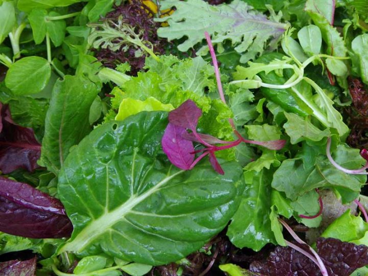 Mesclun Salad Greens Mix - Seedmart Australia