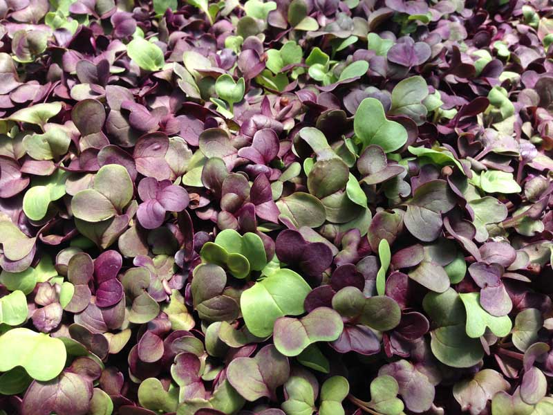 Mixed Radish Microgreen Seeds | Non-GMO | Buy in Bulk