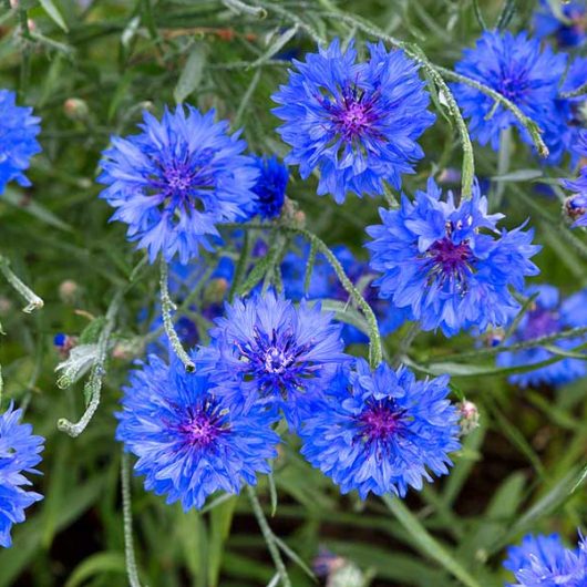 Flower Seeds Archives - Seedmart Australia