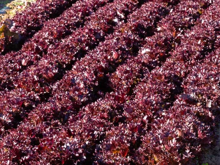 Lettuce Multileaf Coral Seeds | Non-GMO | Crisp & Colourful