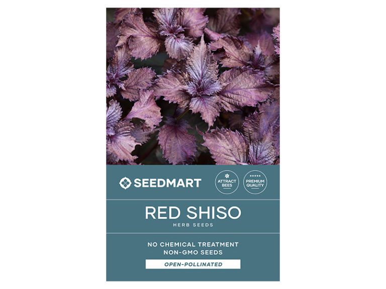 Red Shiso Perilla Herb Seeds - Seedmart Australia