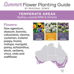 Which Flowers to Plant in Summer in Your Region - Seedmart Australia