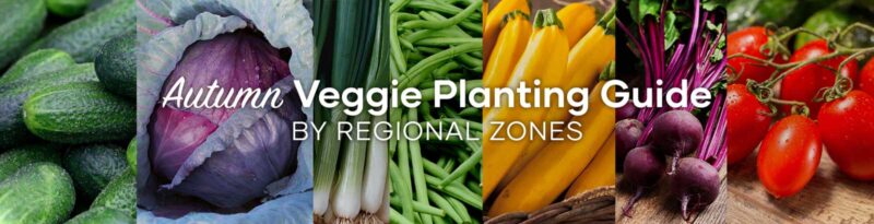 Which Vegetables and Herbs to Plant in Autumn in Your Region – Seedmart ...