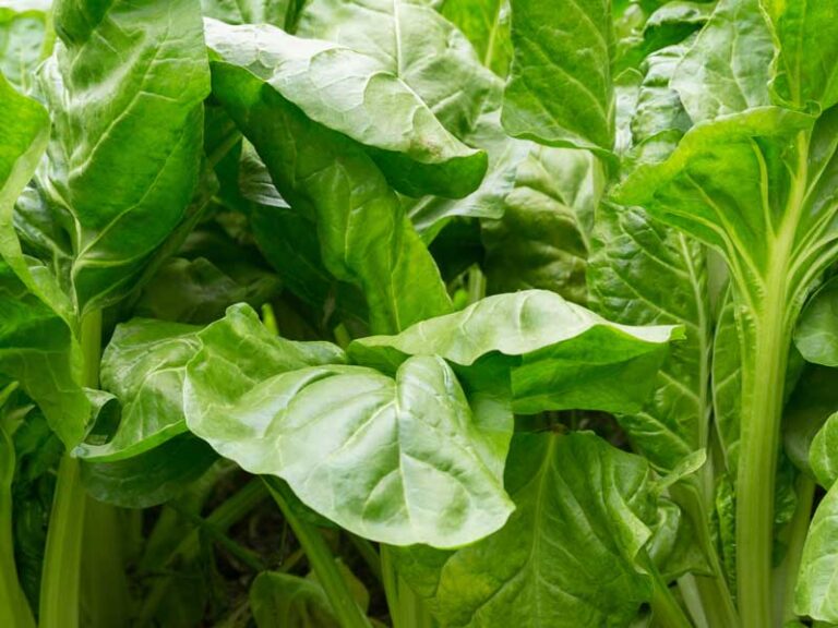 Silverbeet Perpetual Vegetable Seeds - Seedmart Australia