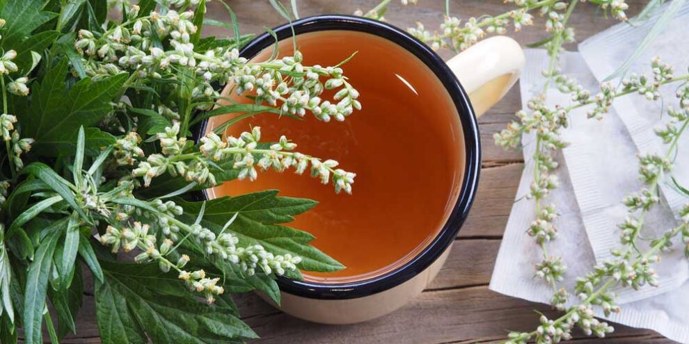 Mugwort: How to Grow, Harvest, and Use This Versatile Herb in Your ...