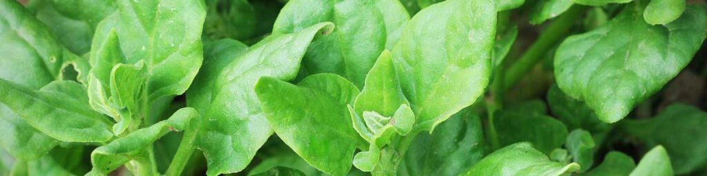 How to Grow and Use Warrigal Greens in Australia – Seedmart Australia