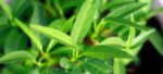 How to Grow Water Spinach: A Complete Guide - Seedmart Australia