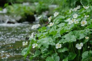 All About Cress: How to Grow, Varieties & Uses – Seedmart Australia