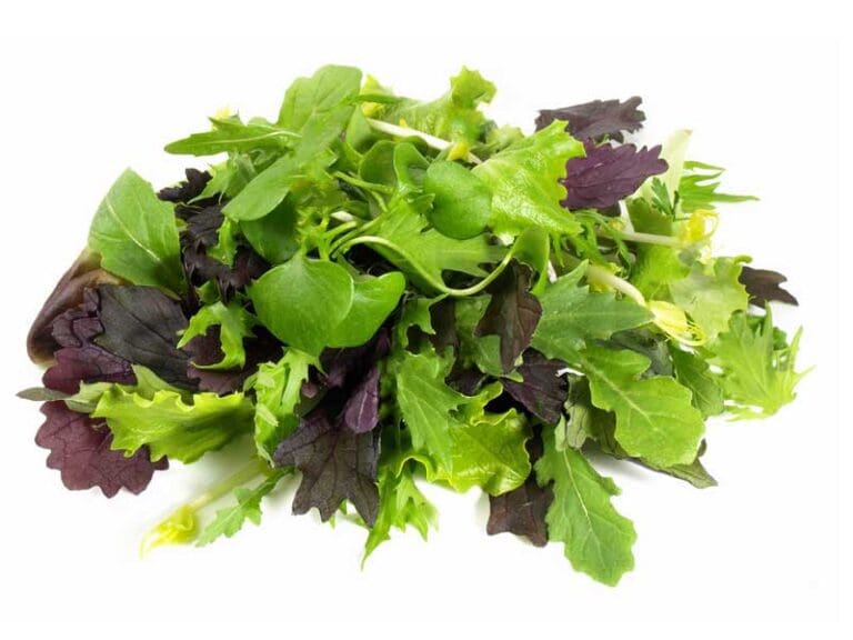 Mixed Lettuce Vegetable Seeds | Non-GMO | Vibrant & Flavourful