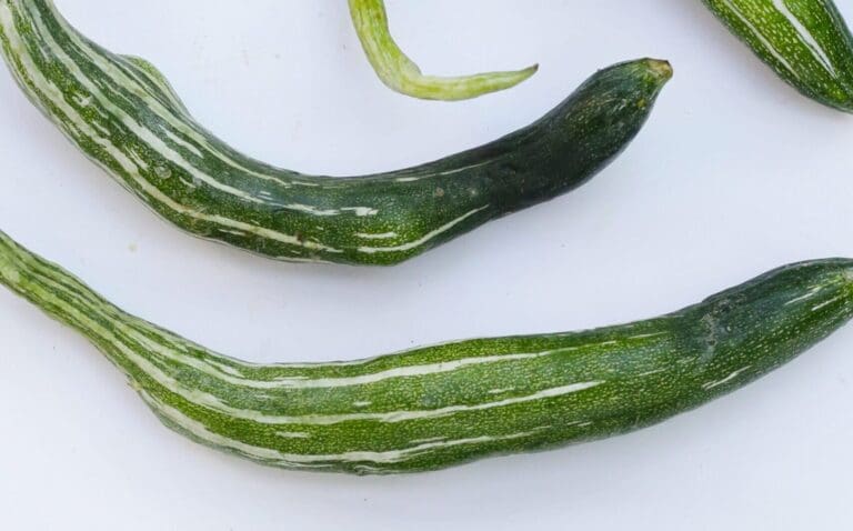 How to Grow Edible Gourds in Australia – Seedmart Australia
