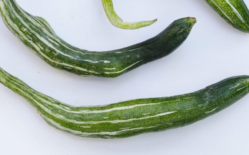 How to Grow Edible Gourds in Australia – Seedmart Australia