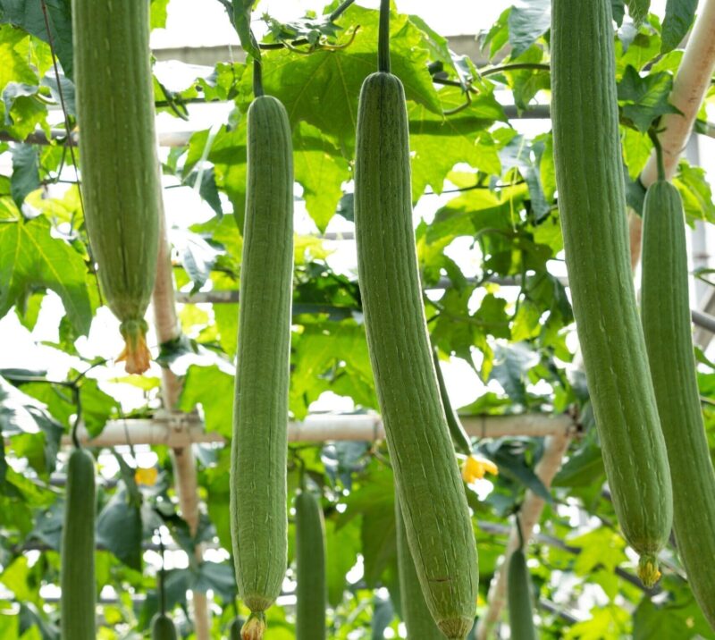 How to Grow Edible Gourds in Australia - Seedmart Australia