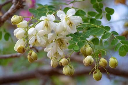 Moringa Plant: How to Grow, Uses & Health Benefits