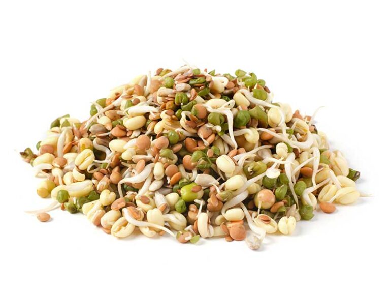 Sprouting Seeds – Seedmart Australia